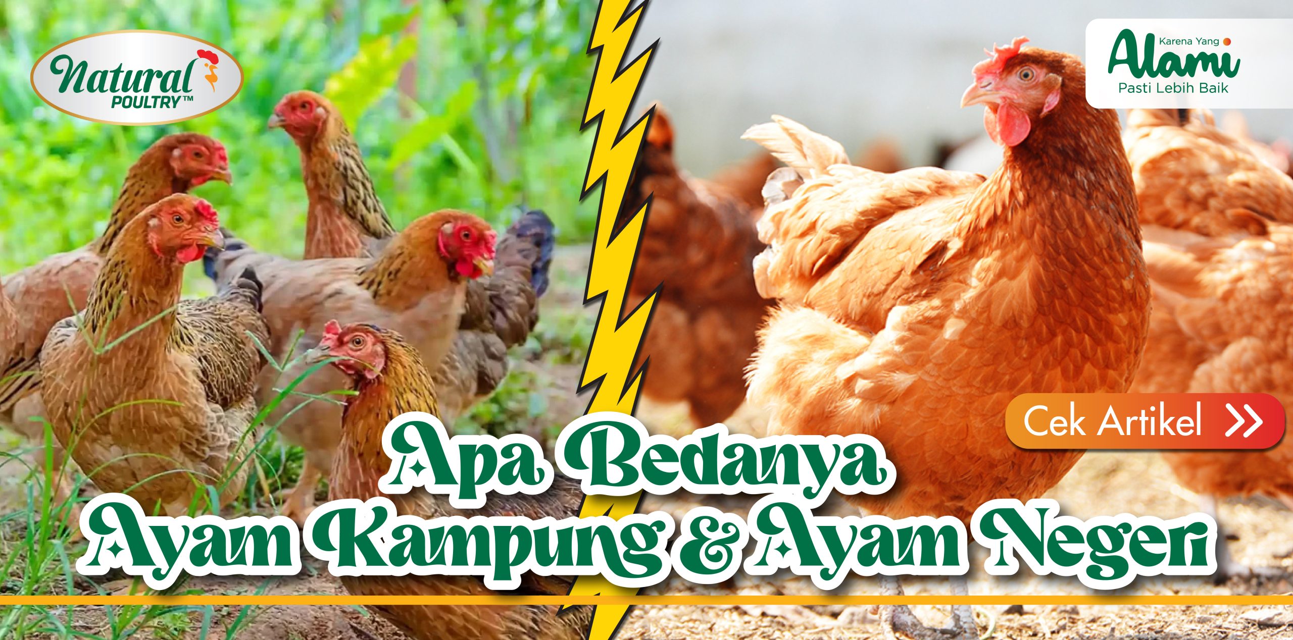 APA BEDANYA AYAM KAMPUNG DAN AYAM NEGERI? - Natural Poultry